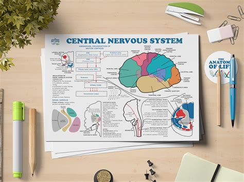 Central Nervous System Anatomy Printable Poster Etsy Australia