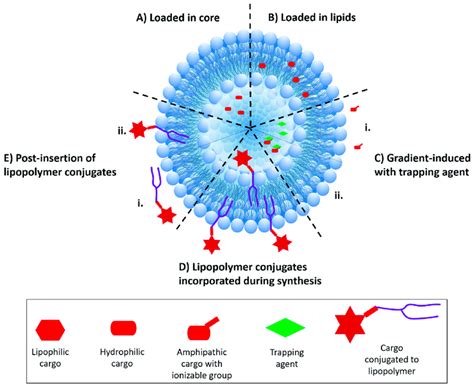 Various Modes Of Liposomal Drug Incorporation In Passive Loading