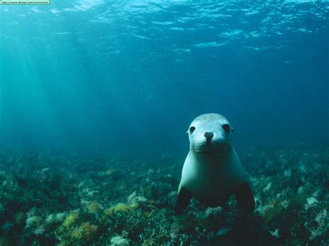 Ảnh Nền Desktop Background Underwater đẹp Và Tuyệt đẹp