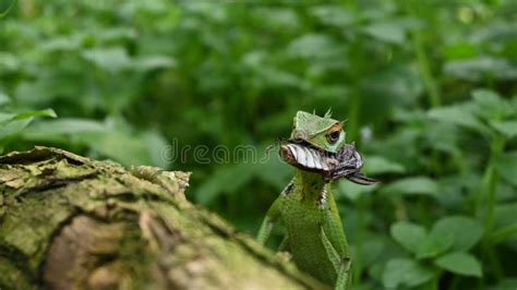 A Common Green Forest Lizard Eating A Dead Beetle From Head Side Stock