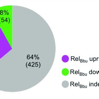 Rel Bbu Dependent SRNAs Identified By RNA Seq Comparing Wild Type And Download Scientific