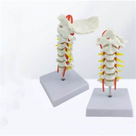 1 1 Human Cervical Spine With Cervical Artery Posterior Occipital Intervertebral Disc And Nerve