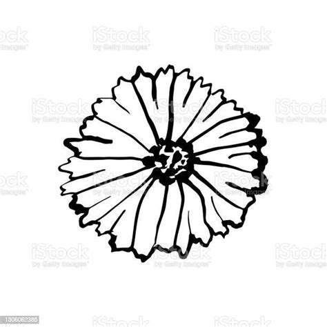 검은 윤곽선에 간단한 손으로 그린 벡터 그리기 꽃 카모마일 흰색 배경에 고립 된 옥수수 꽃 인쇄 로고 라벨 엽서용 개화기에 대한 스톡 벡터 아트 및 기타 이미지 Istock