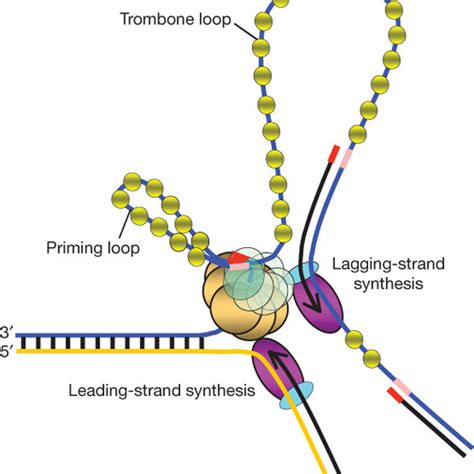 Primer Synthesis Occurs Concomitantly With Dna Unwinding And Download Scientific Diagram