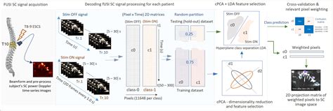 Functional Ultrasound Imaging Of The Human Spinal Cord Neuron