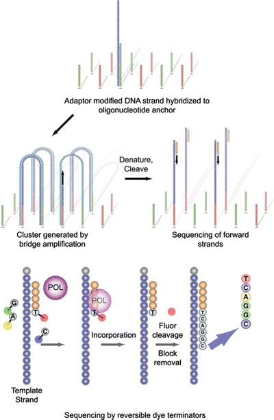 Next Generation Sequencing Principles For Clinical Application