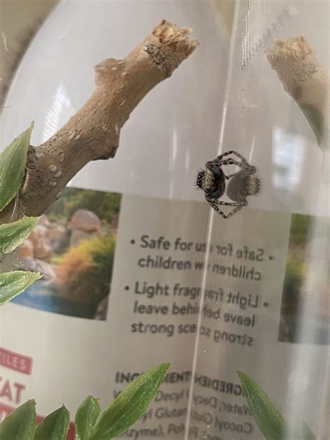 What Is The Sex Of This P Audax Rjumpingspiders