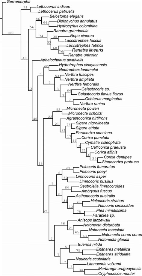 Bootstrap Support An Mp Tree Of The Character Dataset Showing The Download Scientific Diagram