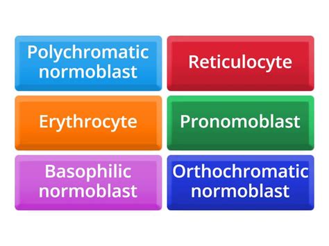 Level 1 Normal Erythroid Cell Flip Tiles