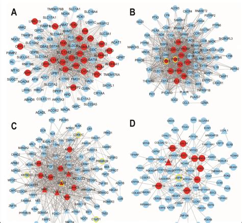 Cytoscape Network Visualization Of Genes In The Brown A Yellow B Download Scientific