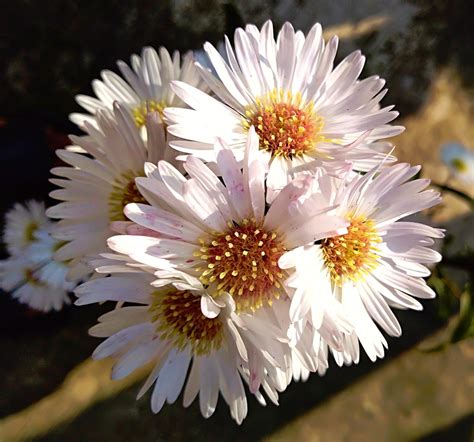 超过 400 张关于“flores Plantas Semillas”和“自然”的免费图片 Pixabay