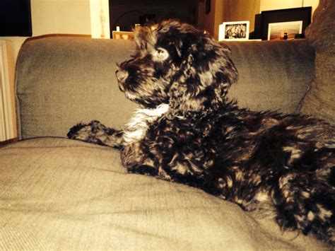 Cockapoo Puppies Jumping Off Sofa