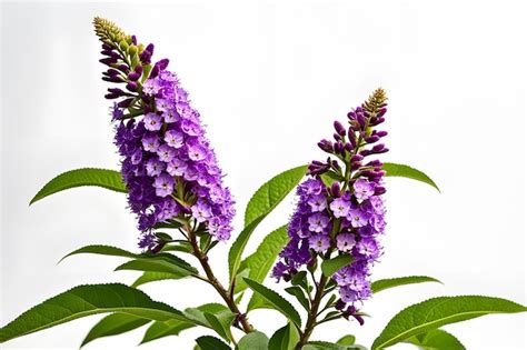 Buddleja Plant On White Background Premium Ai Generated Image