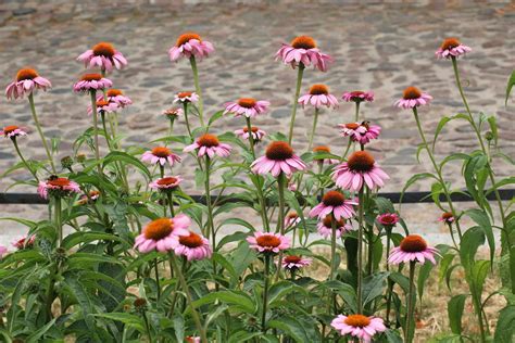 Echinacea Flower Coneflower Meaning Symbolism And Colors Pansy