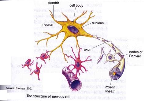 The Structure Of Nervous Cell ~ New Science Biology