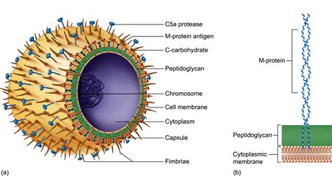 Streptococcus Pyogenes Diagram