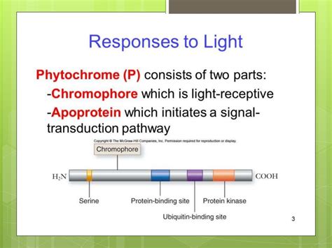 Phytochrome Structure And Function By Nour Deeb
