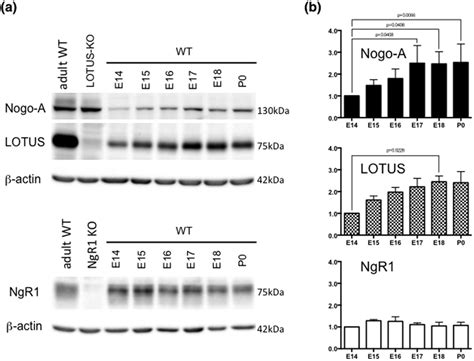 Expression Of Nogo A NgR1 And LOTUS In The OB A Immunoblots Of Download Scientific Diagram