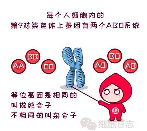 了解自己的健康数据从血型遗传开始 搜狐大视野 搜狐新闻