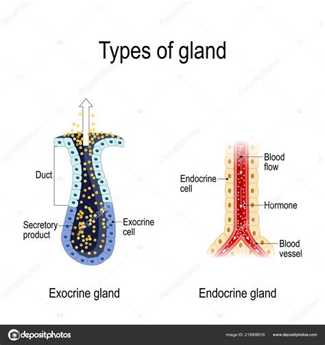 Diagrama De Glandulas Endocrinas Para Criancas