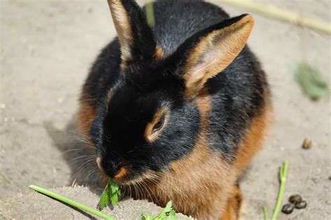 Rabbit Ear Mites 4 Signs To Watch For And How To Treat It Every