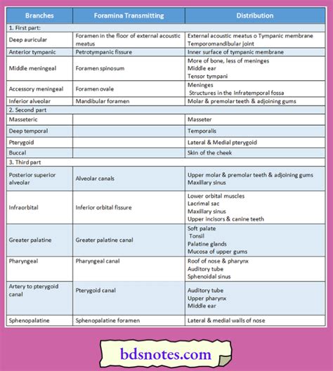 Temporal And Infratemporal Regions Bds Notes