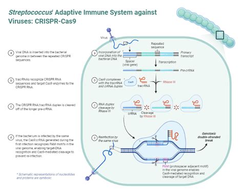 Streptococcus Adaptive Immune System Against Viruses Crispr Cas9