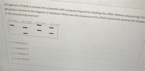 Answered A Fragment Of Dna Is Cloned Into A… Bartleby