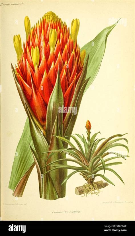 Women In Science Flowers Botany Taxonomy Binomial Caraguata Co Hi Res