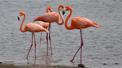 What Is A Group Of Flamingos Called