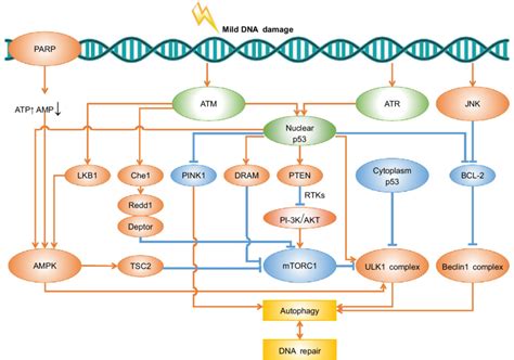 Overview Of Known Pathways Linking Ddr And Autophagy Upon Mild Dna