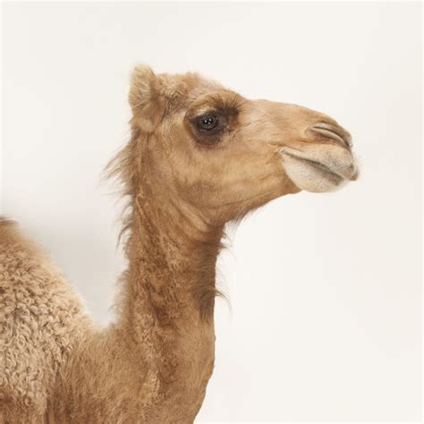 Arabian Camel Dromedary National Geographic