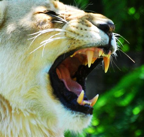 Article Information Tutorial Foto Manipulasi Buah Apel