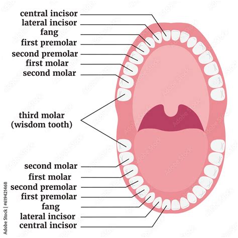 Medical Poster With Human Teeth Anatomy With Description Vector