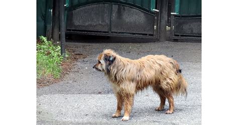 Куче и било умишлено прегазено и убито в София