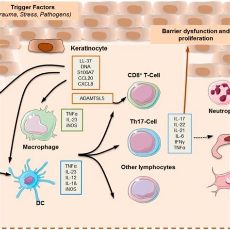 Basic Pathogenesis Of Psoriasis Download Scientific Diagram