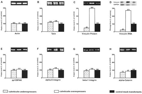 Effect Of The Differential Expression Of Calreticulin On Expression Of Download Scientific