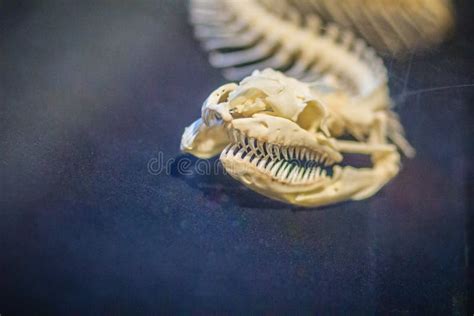 Snake Skeletons Of Reticulated Python Python Reticulatus The Stock