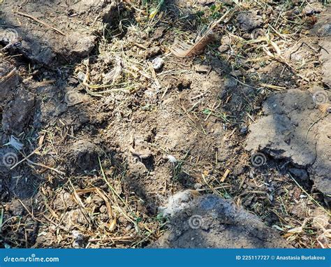 Ground With Chicken Manure Chicken Dung Organic Fertilizer Stock Image