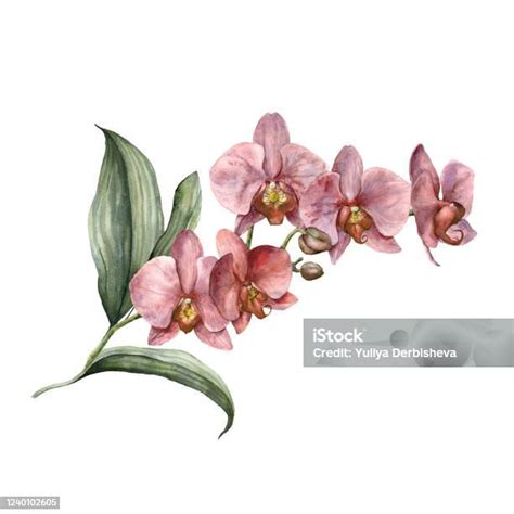 분홍색 오초와 수채화 꽃다발 흰색 배경에 고립 된 꽃 가지 및 잎으로 손으로 그린 열대 카드 디자인 인쇄 배경에 대한 꽃 그림 여름 템플릿입니다 난과 식물에 대한 스톡 벡터