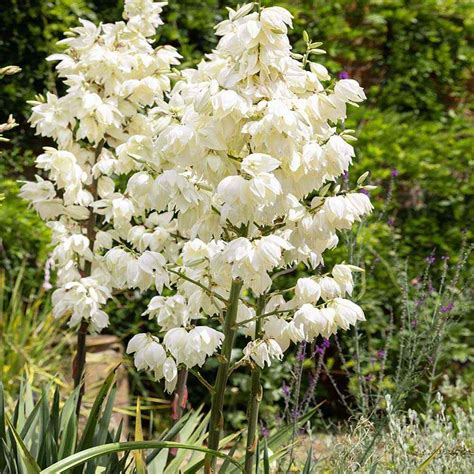 Yucca Filamentosa Adams Needle Drought Tolerant Garden Shrub Plant Seeds
