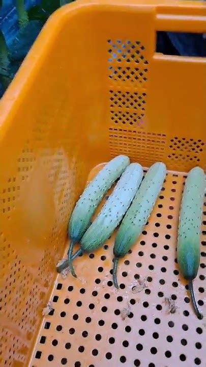 20211209 수확 오이따는 법 2 Youtube