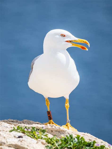 Workshop On Capture Mark Recapture Analysis 2021 Reptilenesia