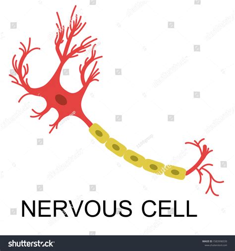 Nerve Cell Diagram Vector Illustration No Stock Vector Royalty Free