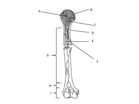 BIO LAB Practical 2 Flashcards Quizlet