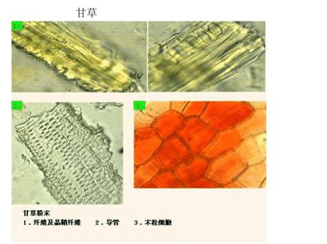 鉴定考试9种粉末显微图片word文档在线阅读与下载无忧文档