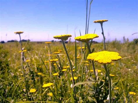 Growing Gardeners Indigenous Beauties Helichrysum Umbraculigerum