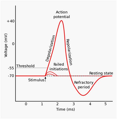 Oscilloscope Trace Of An Action Potential Hd Png Download Kindpng