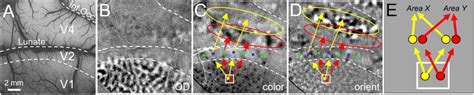 Organization Of Columnar Connections In Visual Cortex A Cortical