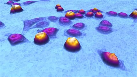 Live Cell Imaging Videos Phi